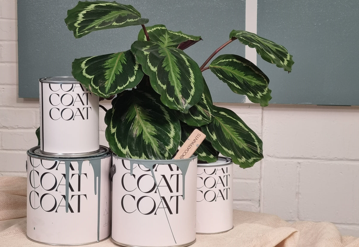 The Different Types Of Paint Explained – COAT Paints