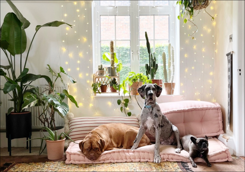 Indoor Jungle, At Home with Dani – COAT Paints