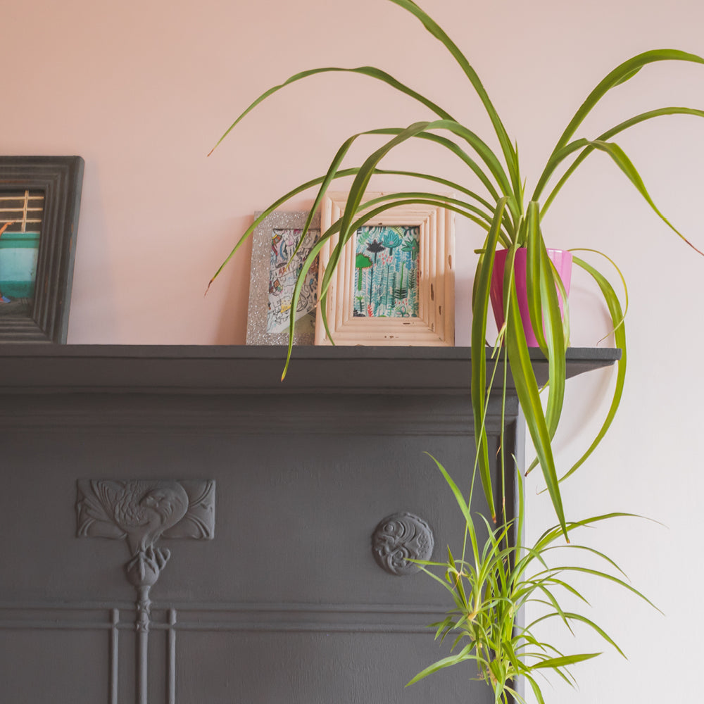 Buy Pale Plaster Pink Paint (Kimchee Fan) - Flat Matt – COAT Paints